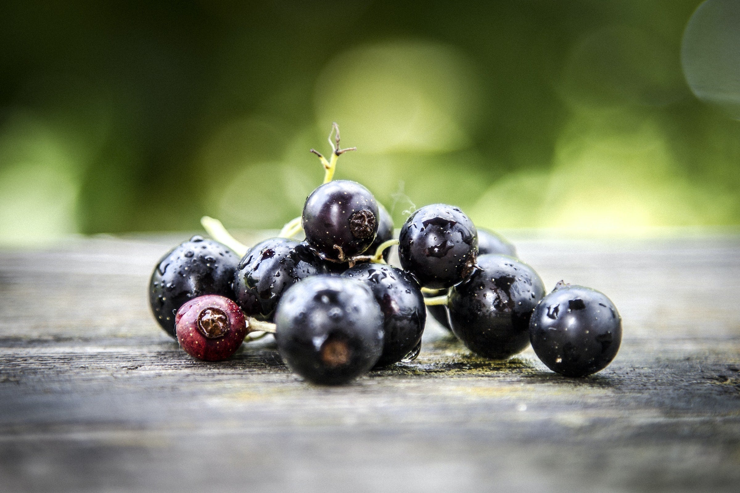Shop Currants at Zero Fox Tree Crops | Zero Fox Tree Crops