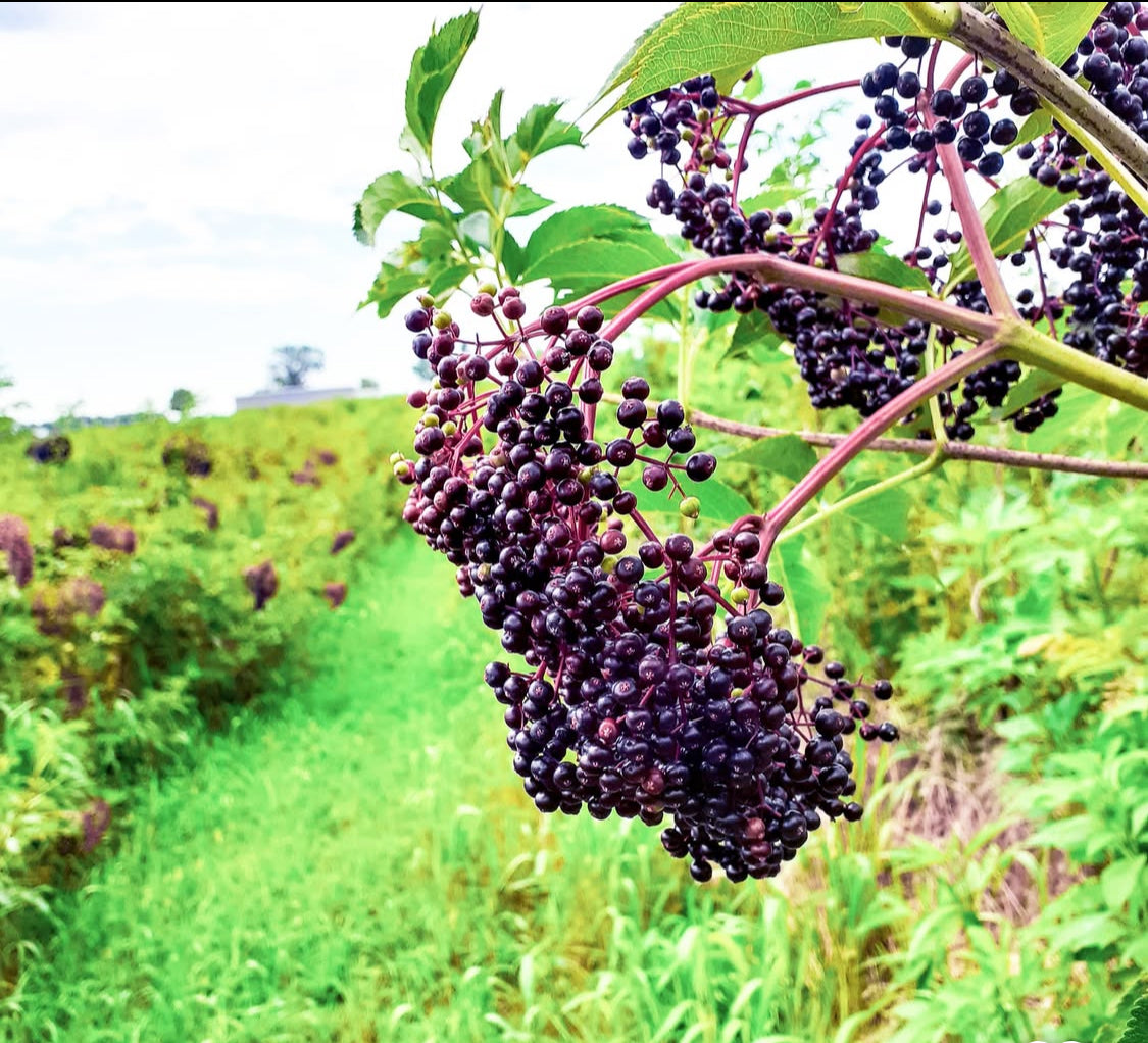 Shop Elderberry (Bundly) at Zero Fox Tree Crops | Zero Fox Tree Crops