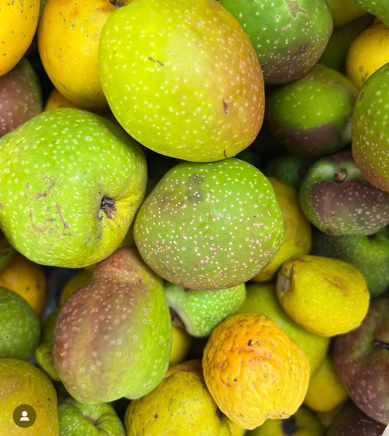 Shop Other Fruits at Zero Fox Tree Crops | Zero Fox Tree Crops