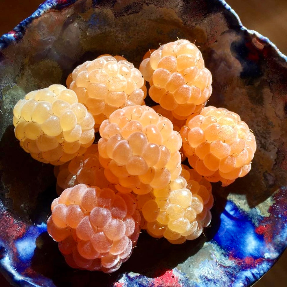 Shop Raspberry at Zero Fox Tree Crops | Zero Fox Tree Crops