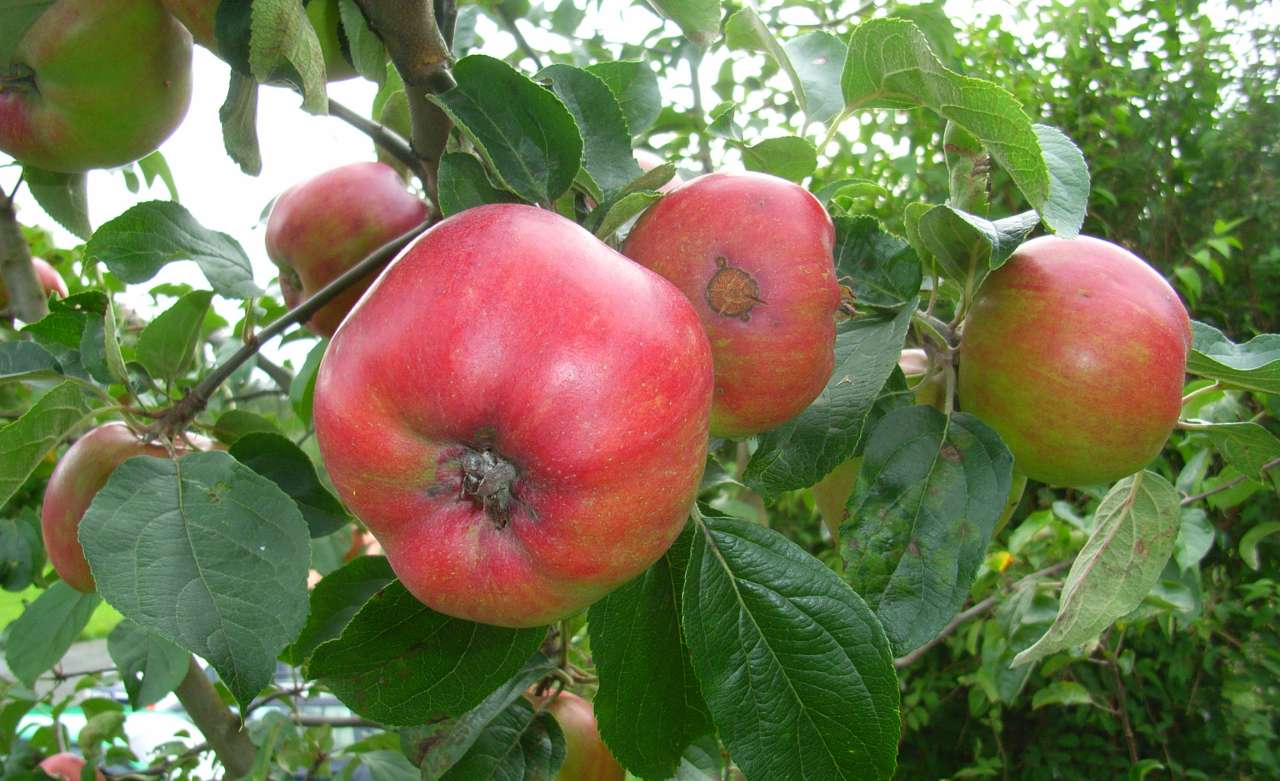 Shop Apples at Zero Fox Tree Crops | Zero Fox Tree Crops