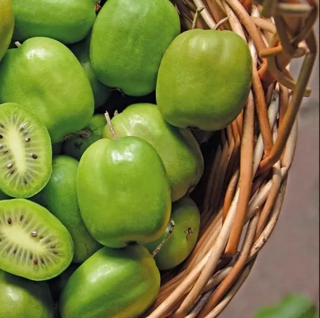 Shop All Berries at Zero Fox Tree Crops | Zero Fox Tree Crops