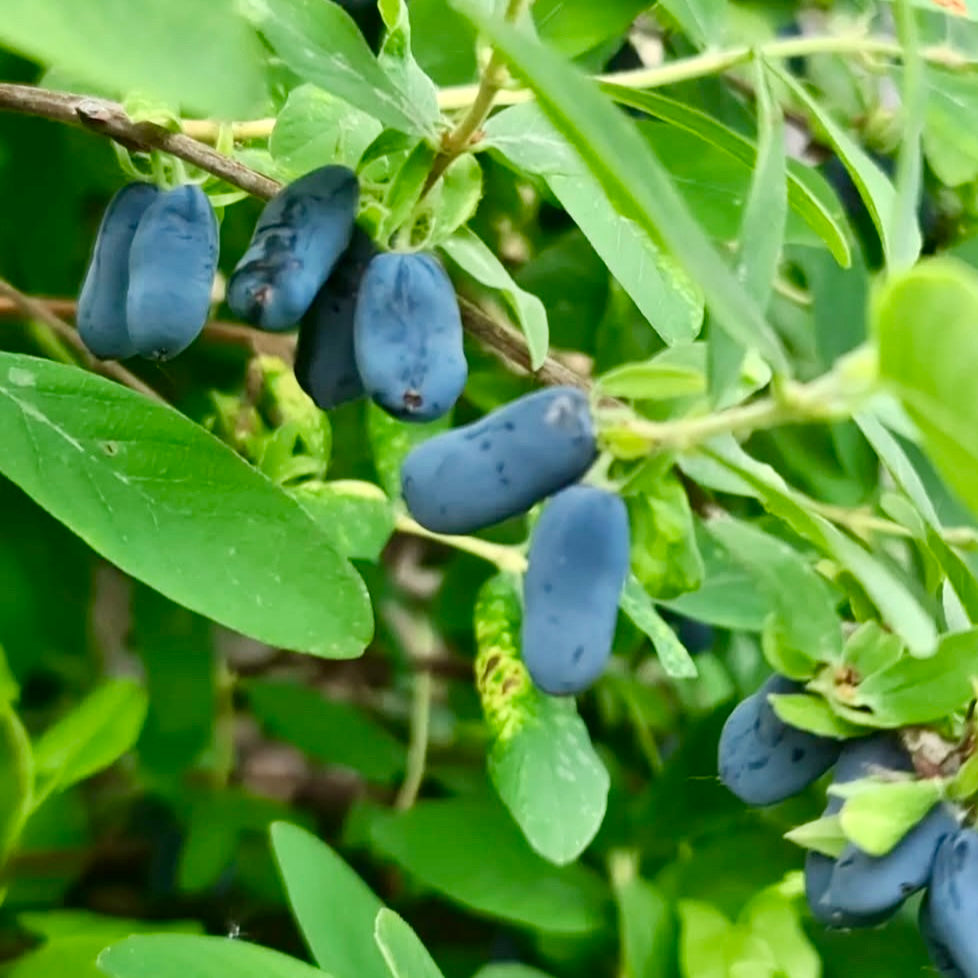Shop Haskap at Zero Fox Tree Crops | Zero Fox Tree Crops