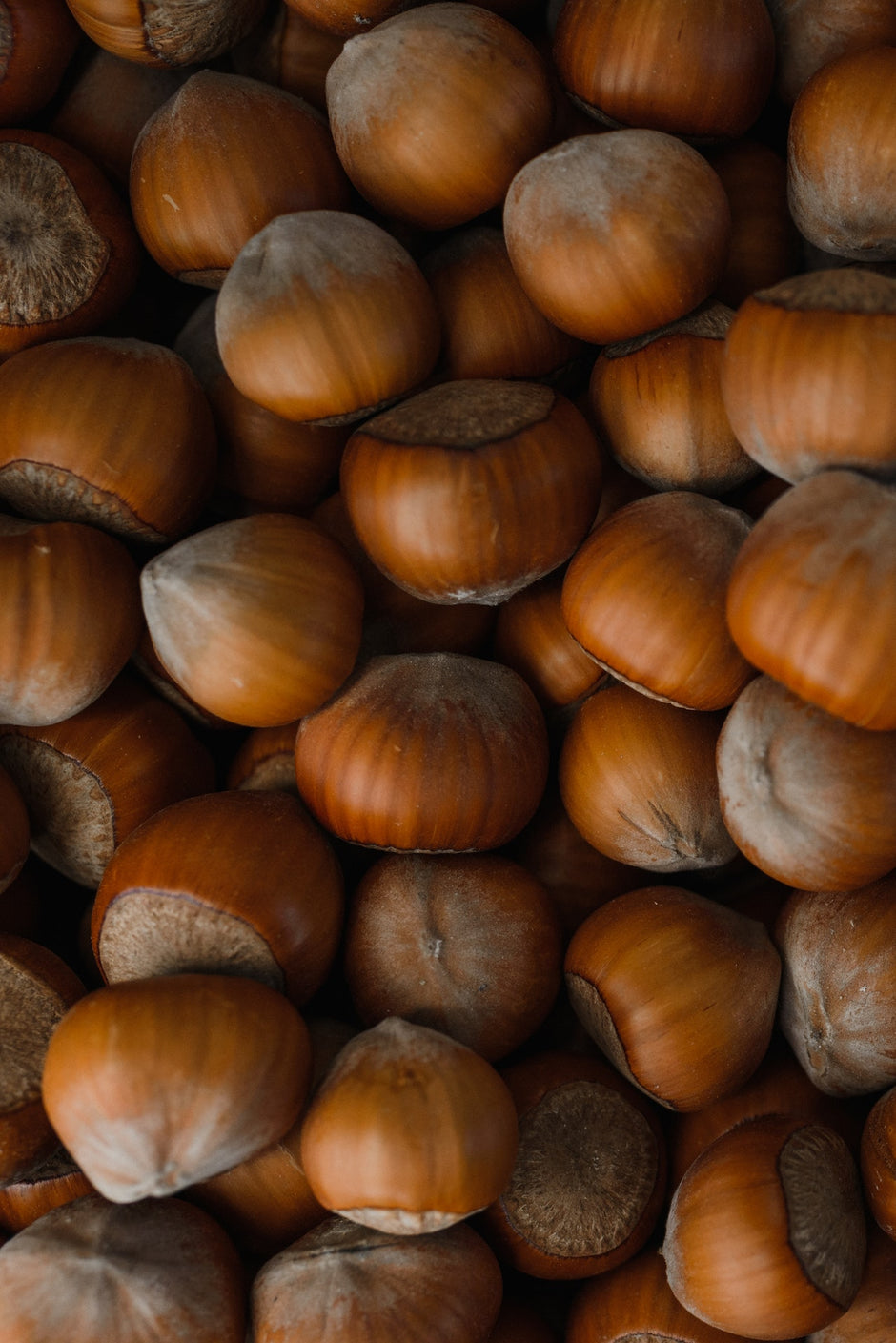 Shop Nut Trees at Zero Fox Tree Crops | Zero Fox Tree Crops