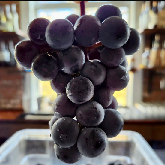 Grapes (Vitis vinifera) – Zero Fox Tree Crops