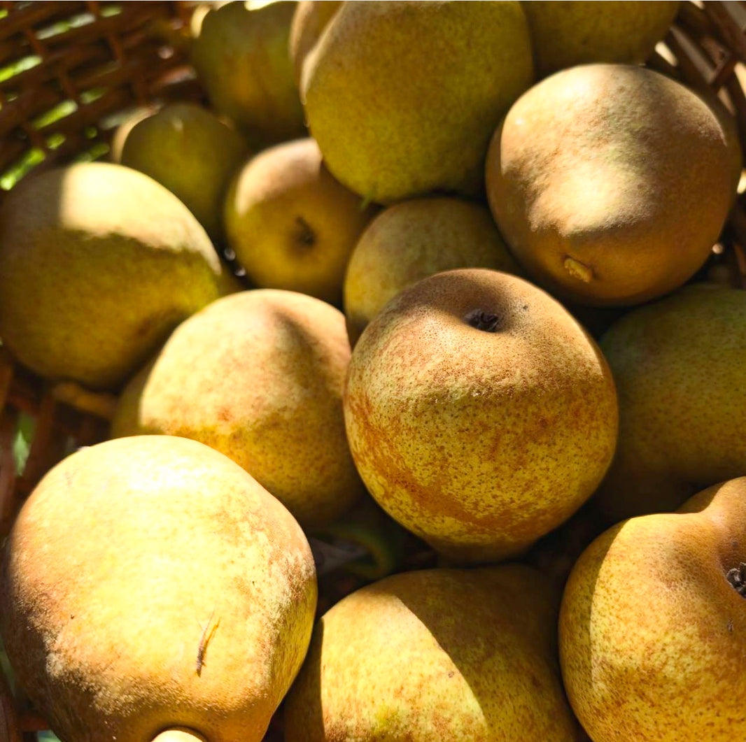 Shop All Plants for Sale at Zero Fox Tree Crops | Zero Fox Tree Crops