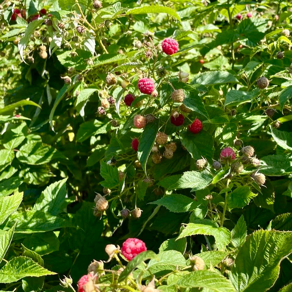 Shop Raspberry at Zero Fox Tree Crops | Zero Fox Tree Crops