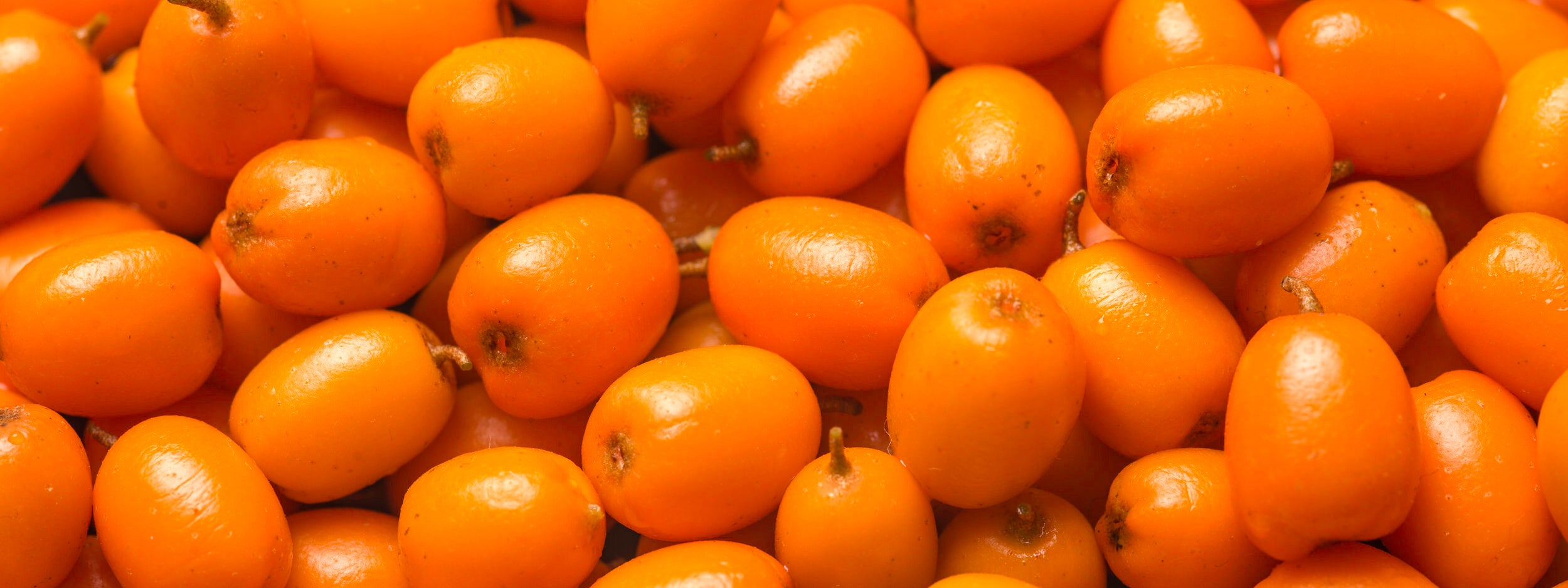 Shop All Berries at Zero Fox Tree Crops | Zero Fox Tree Crops