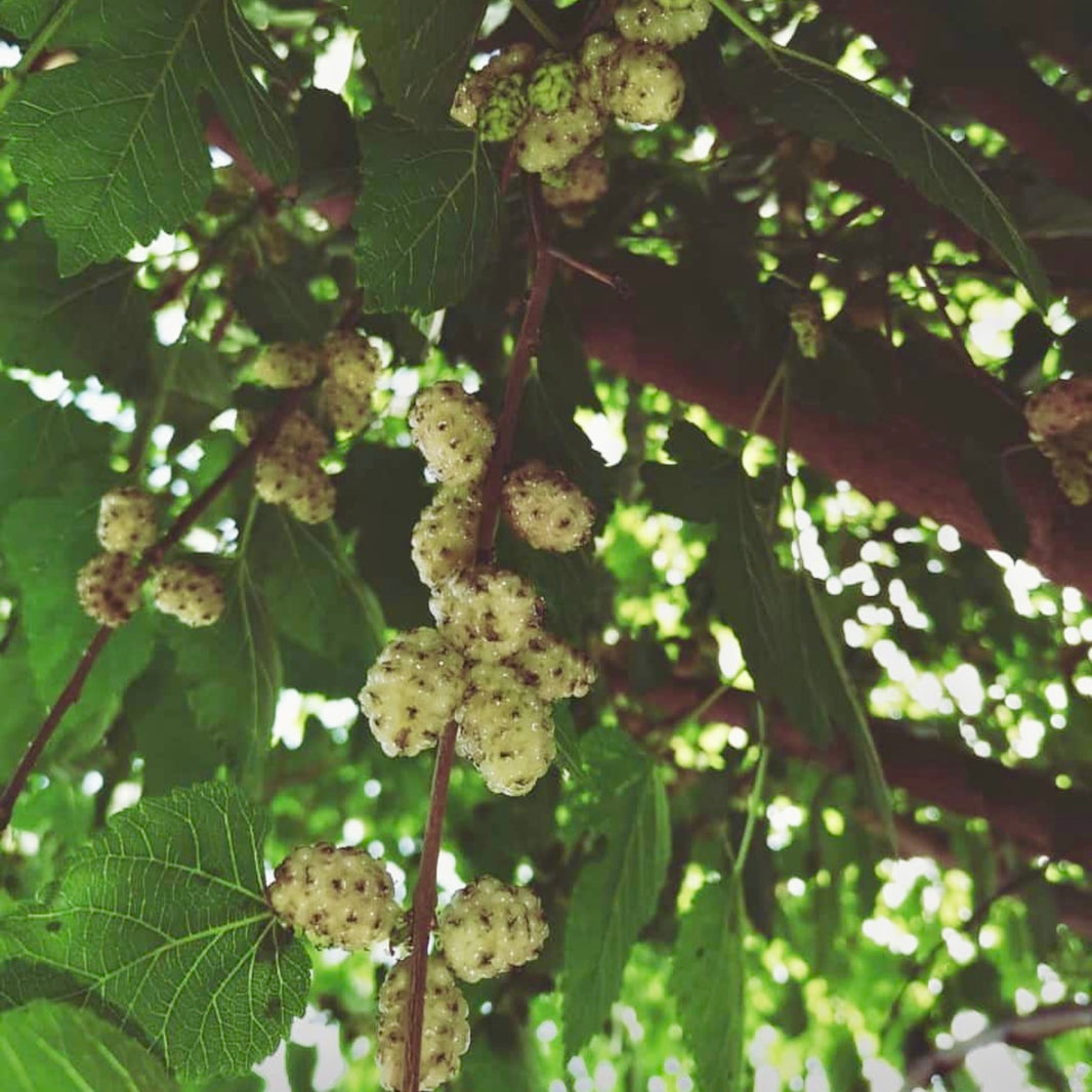 Shop All Plants for Sale at Zero Fox Tree Crops | Zero Fox Tree Crops