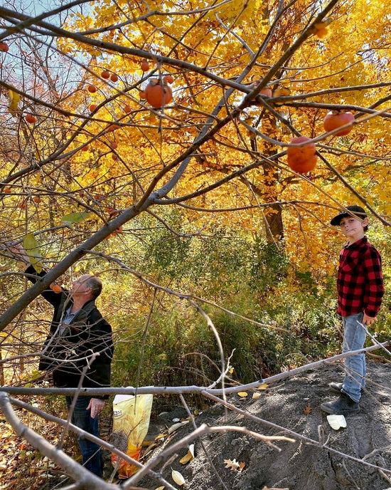 American Persimmon (Diospyros virginiana) | Zero Fox Tree Crops