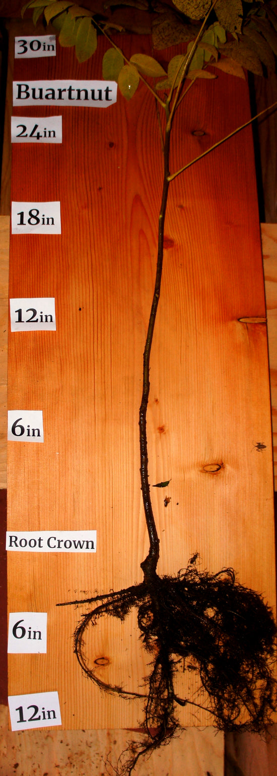 Buartnut (Juglans ailantifolia x Juglans cinerea) – Zero Fox Tree Crops