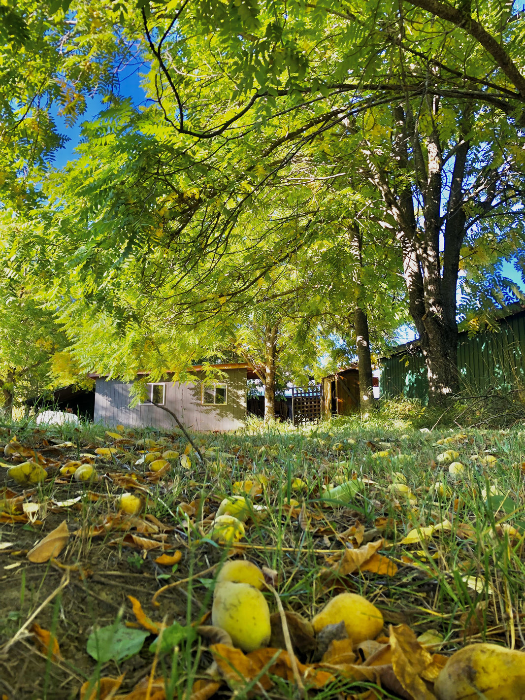 Shop Nut Trees at Zero Fox Tree Crops | Zero Fox Tree Crops