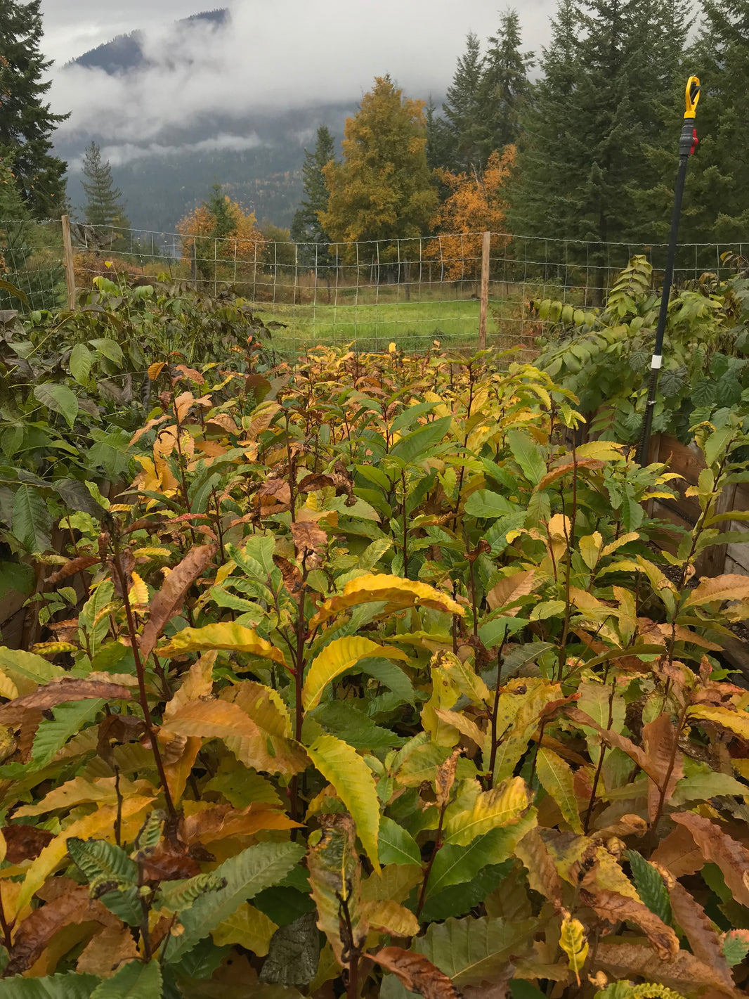 Shop Chestnuts at Zero Fox Tree Crops | Zero Fox Tree Crops