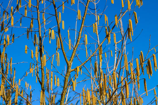 Hazelnut (Corlyus spp.) | Zero Fox Tree Crops