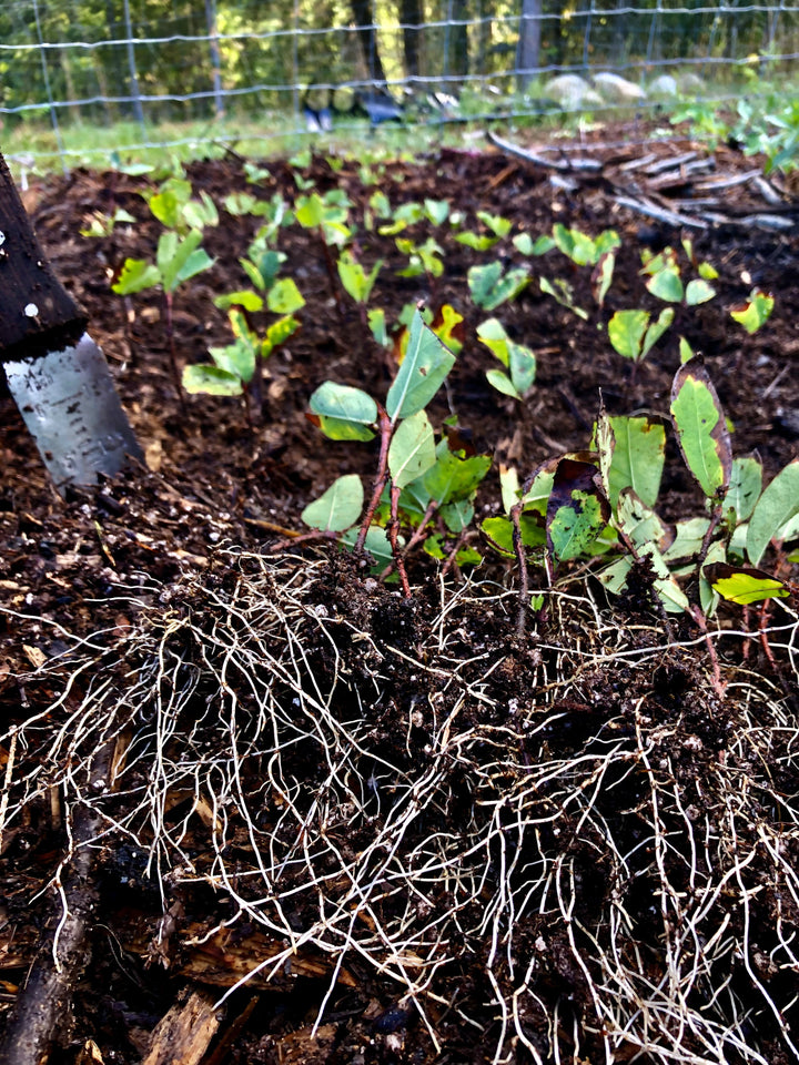 Shop Cold Hardy at Zero Fox Tree Crops | Zero Fox Tree Crops