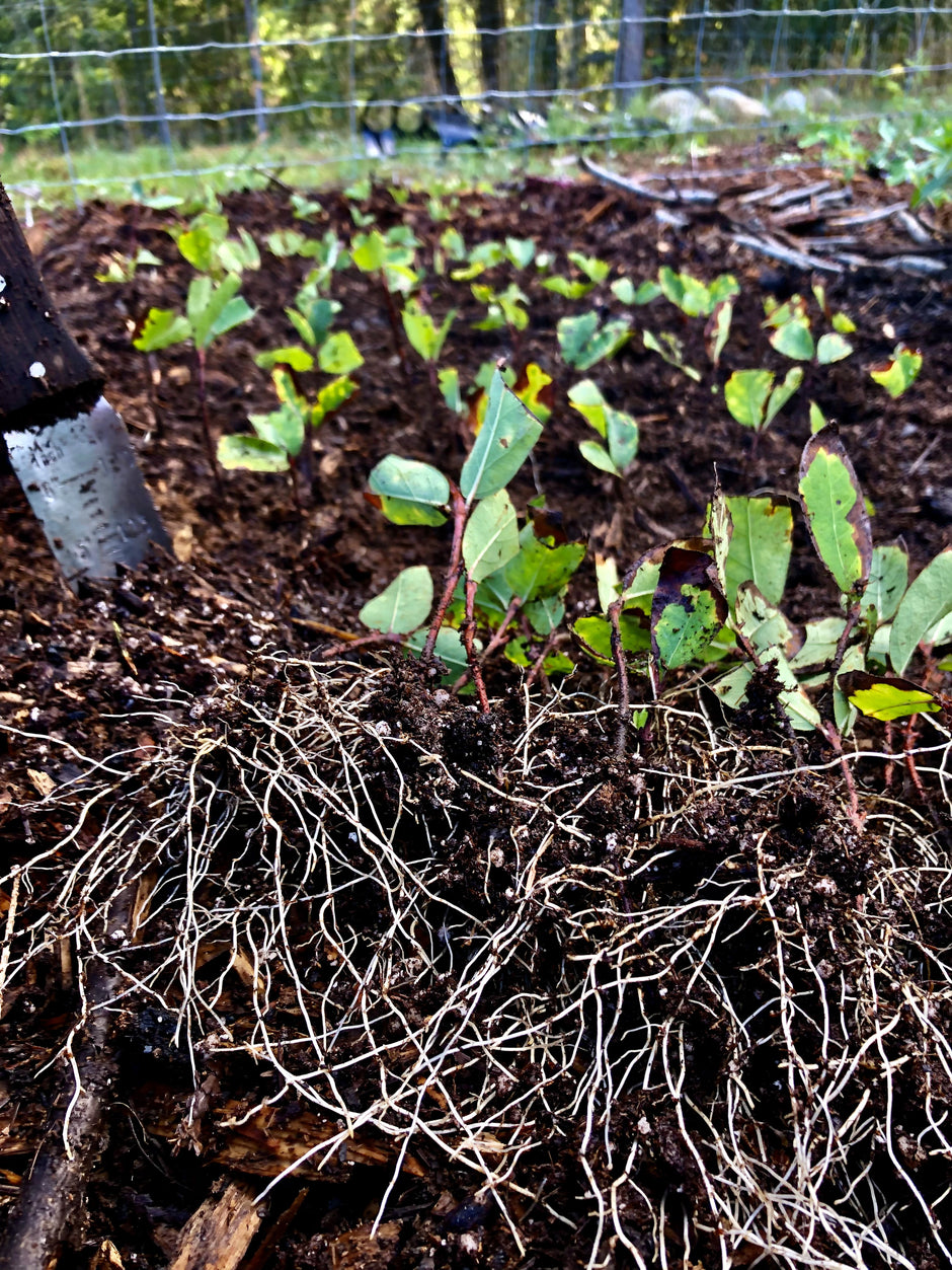 Shop Cold Hardy at Zero Fox Tree Crops | Zero Fox Tree Crops