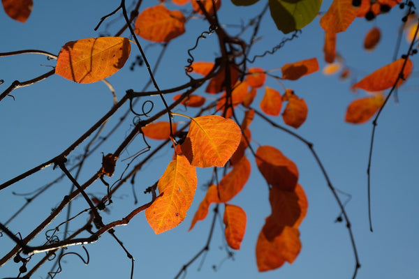 Serviceberry/Saskatoon (Amelanchier alnifolia) | Zero Fox Tree Crops