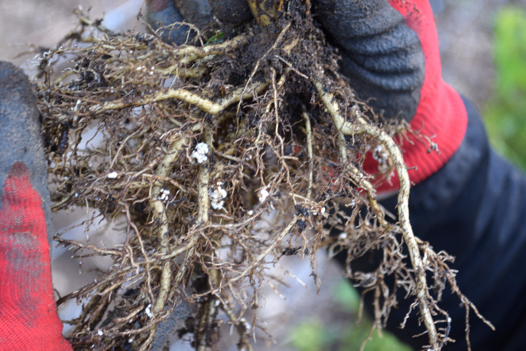 Shop Cold Hardy at Zero Fox Tree Crops | Zero Fox Tree Crops